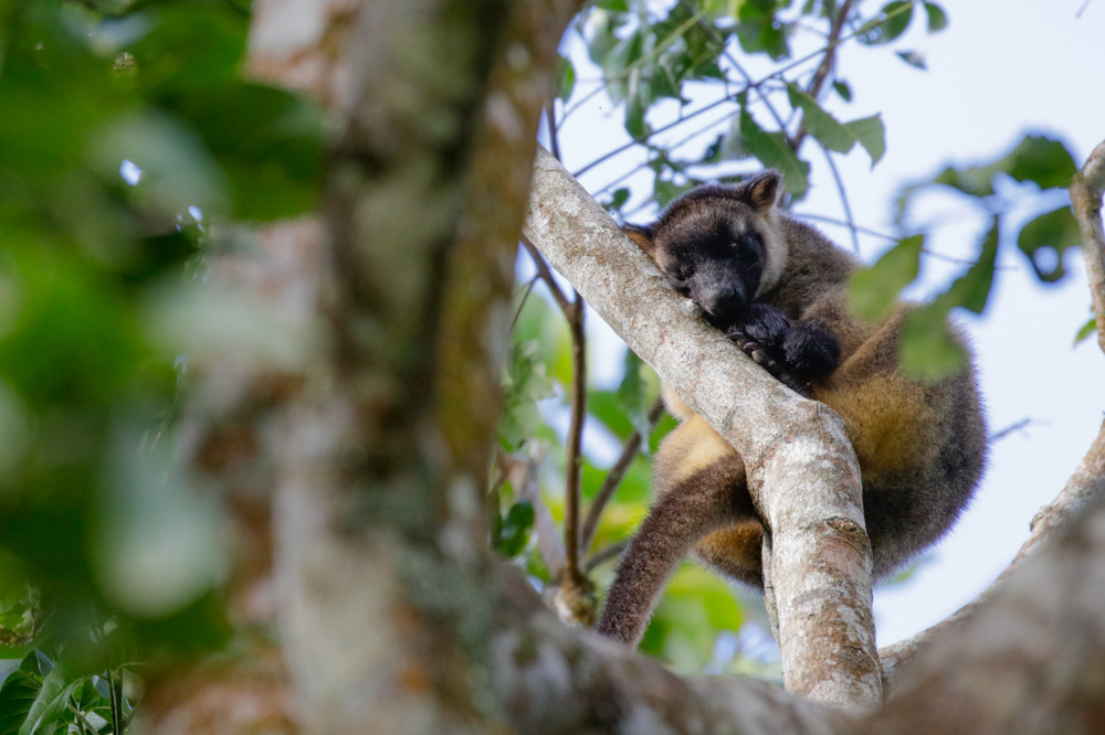 Wild Tails of Far North Queensland | Four Corners Australia